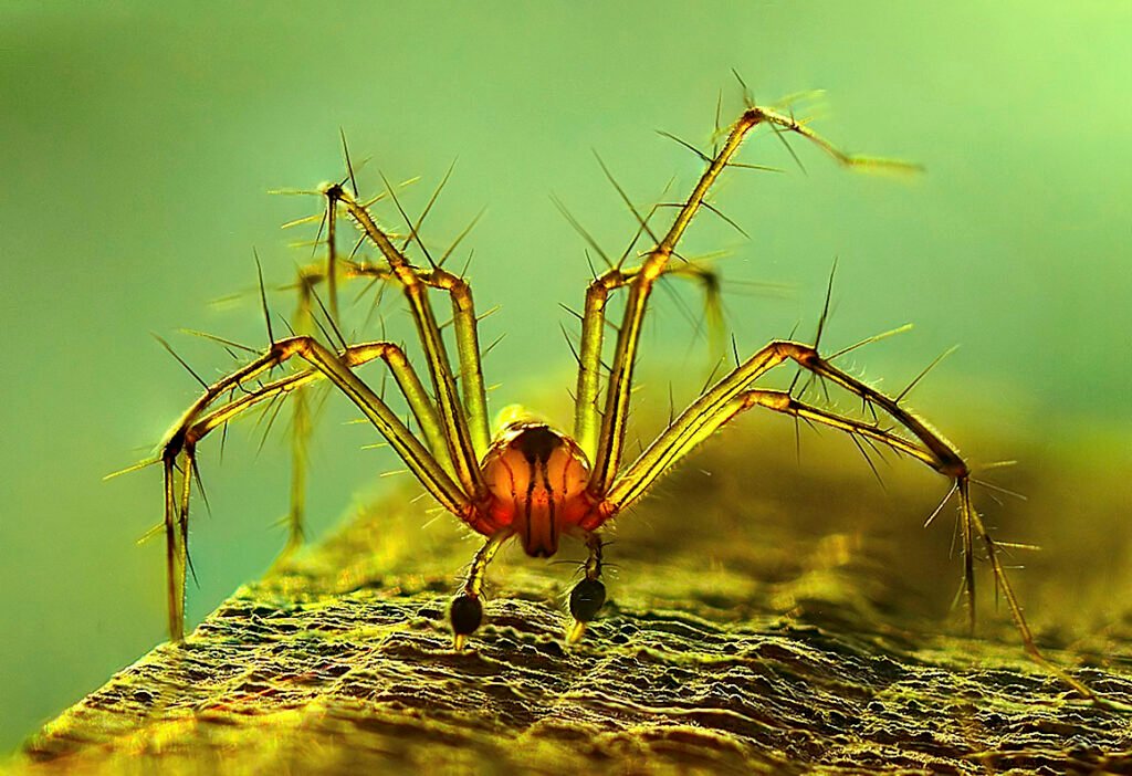 Formas da Natureza - Planeta Biologia