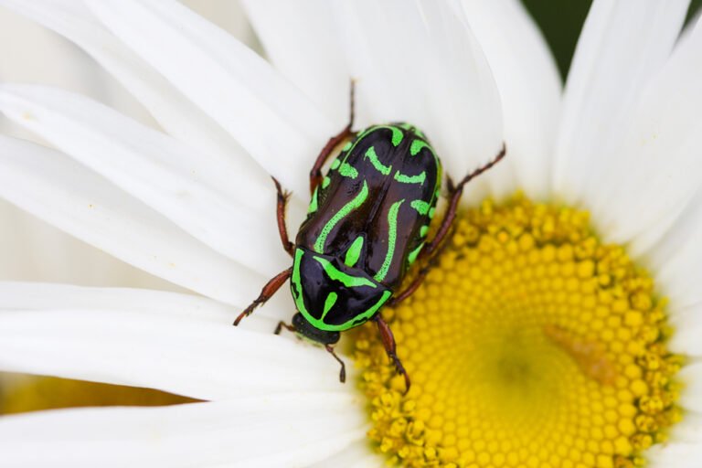 Formas da Natureza - Planeta Biologia