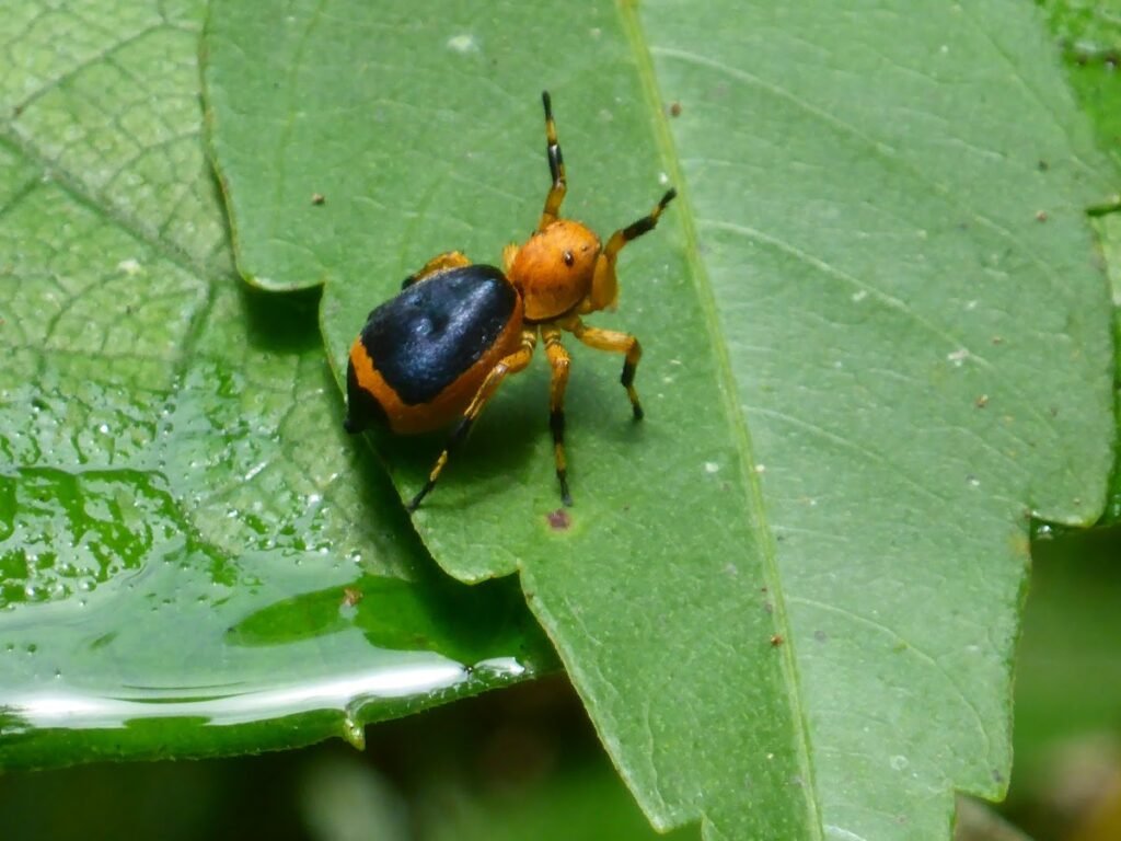 Formas da Natureza - Planeta Biologia