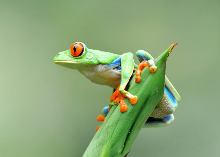 animais e seres vivos do mundo todo: Perereca de olhos vermelhos