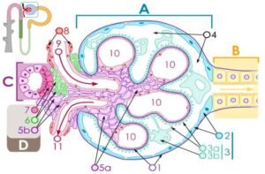 O que é glomérulo renal e o que é filtrado glomerular - Planeta Biologia