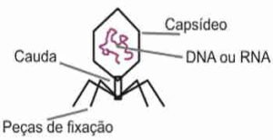 O que é Virion - Estrutura e caracteristicas dos virions - Planeta Biologia