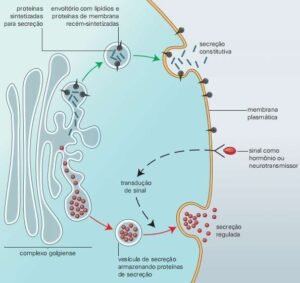 Complexo Golgiense - função, o que é, estrutura - Planeta Biologia