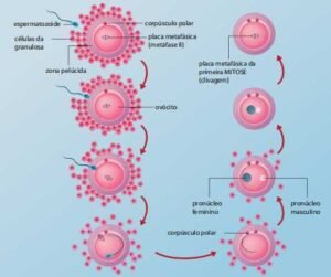Fecundação e embriologia animal - Planeta Biologia