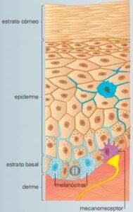 Características do Tecido Epitelial: revestimento e glandular - Planeta ...
