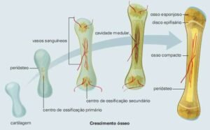 Características do Tecido ósseo: células, função, resumo - Planeta Biologia
