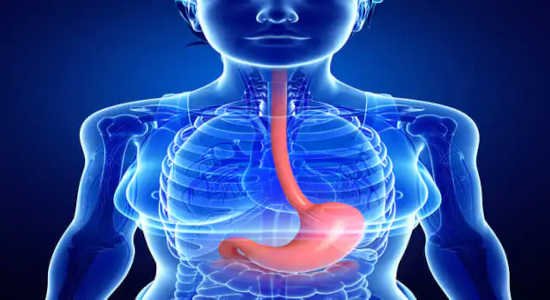 Esôfago: anatomia, função - Planeta Biologia