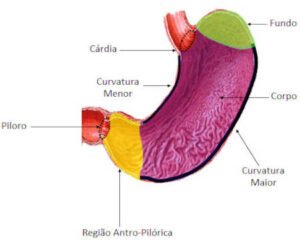 O que é Piloro: anatomia, função - Planeta Biologia