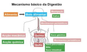 O que é quimo - função - Planeta Biologia