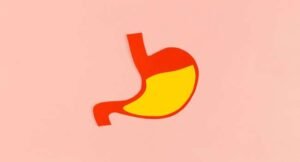 O que é quimo - função - Planeta Biologia