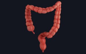 Cólon: o que é, anatomia, função, onde fica - Planeta Biologia